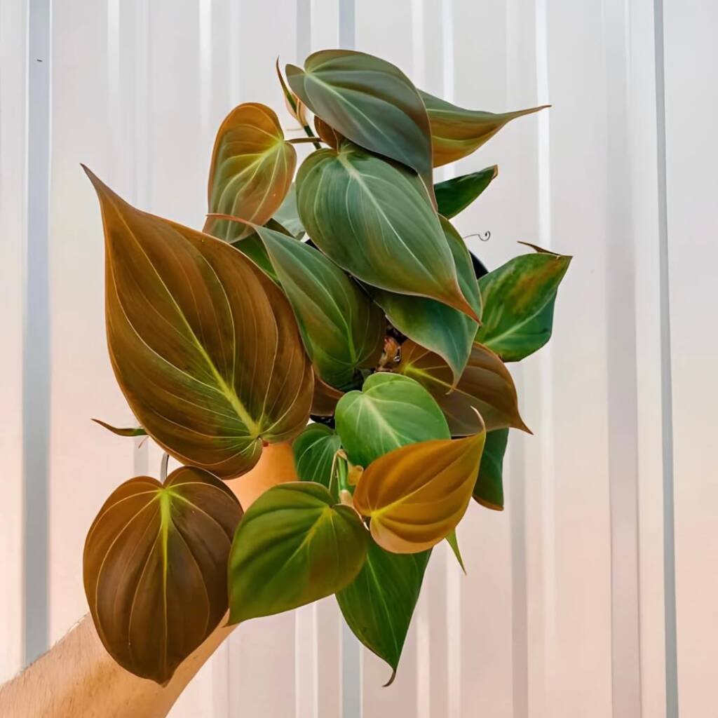 Philodendron Mican plant - Alans Garden