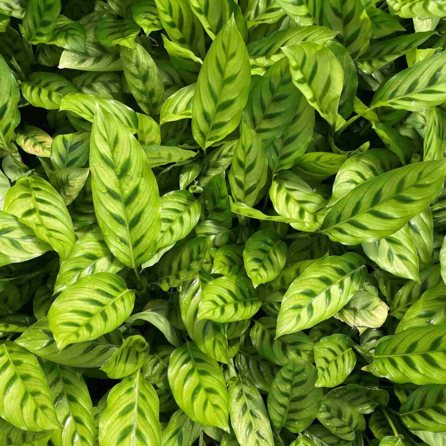 Calathea Leopardina - Alans Garden
