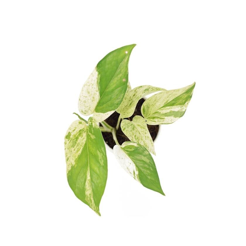 Marble Queen Pothos - Alans Garden