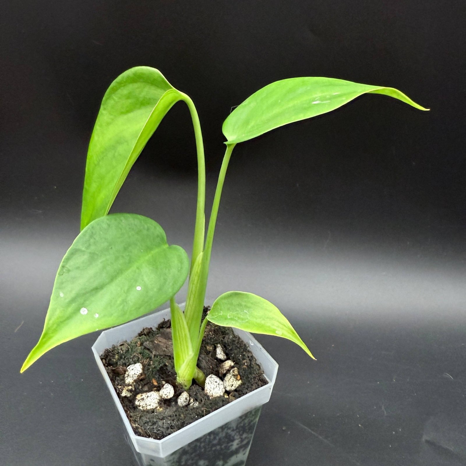 Monstera Deliciosa (Small Size) - Alans Garden