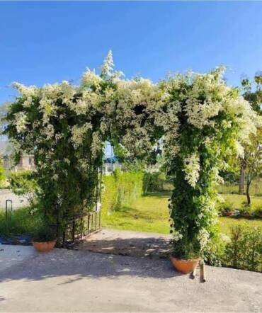 Manimulla , Porana Paniculata - Alans Garden