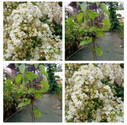 Manimulla , Porana Paniculata - Alans Garden