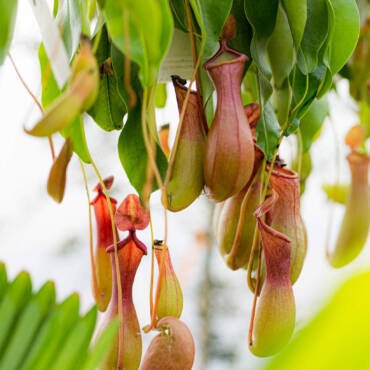 Alan's Graden - India's Leading Exotic Plant Marketplace. - Alans Garden