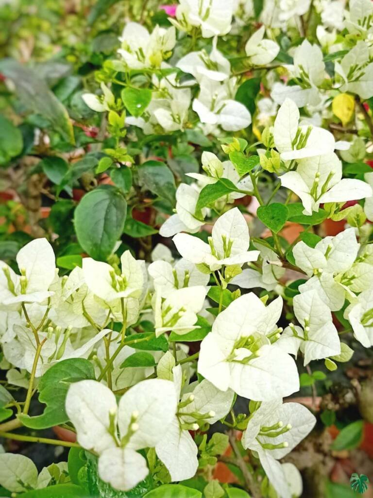 Subhra Bougainvillea - Alans Garden