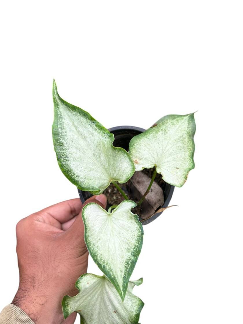 Caladium Code 5 - Alans Garden