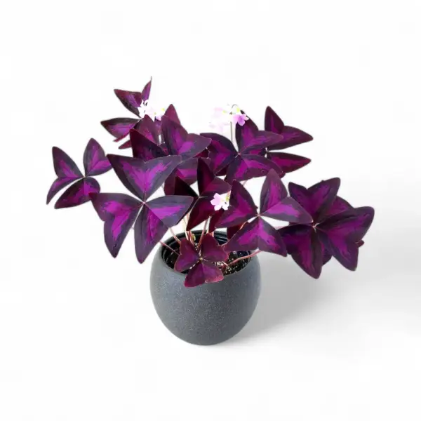 Oxalis Triangularis - Alans Garden