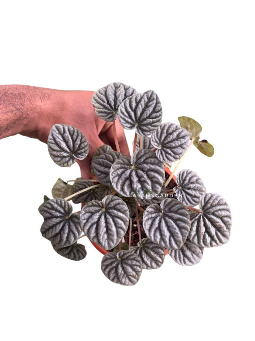 Red Luna - Peperomia Caperata - Alans Garden