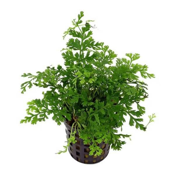 Mini Bolbitis Fern - Alans Garden