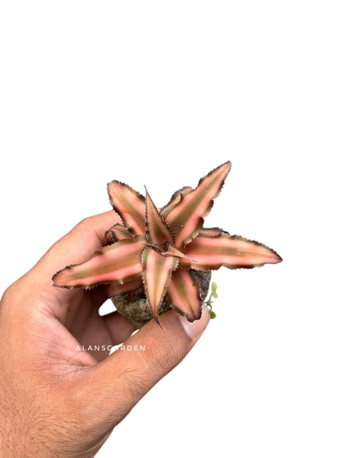 Cryptanthus Brown (Brown Earth Star) - Alans Garden